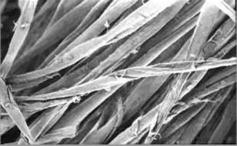 Polyester Vs Coton Comprendre Les Différences