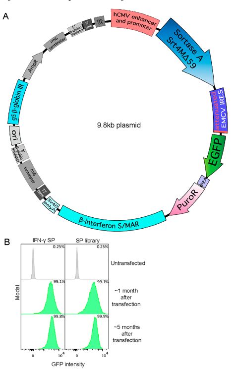 Figure 1 From Episomal Vectors For Stable Production Of Recombinant