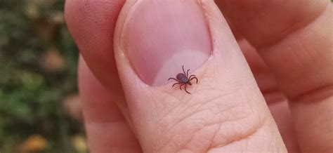 Lyme Tick