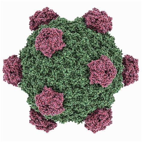 Alpha 3 Bacteriophage Capsid Photograph By Science Photo Library Fine