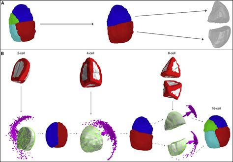 Recapitulation Of Bdl Division Patterns In Arabidopsis Early Embryonic
