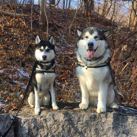 Husky Siberiano Vs Malamute De Alaska Alaskan Malamute Vs Husky