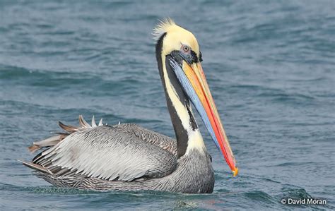 Pelícano Peruano Pelecanus Thagus