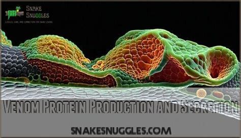Snake Venom Gland Structure Function Secrets Of Natures Deadliest