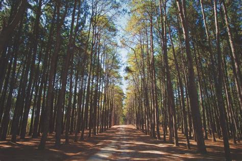 加勒比杉木松属caribaea树是长的行 蟒蛇kaeo造林的研究工作站suan儿子bor Kaeo的，池氏杉木公园 库存照片 图片 包括有 季节 线路 122702152