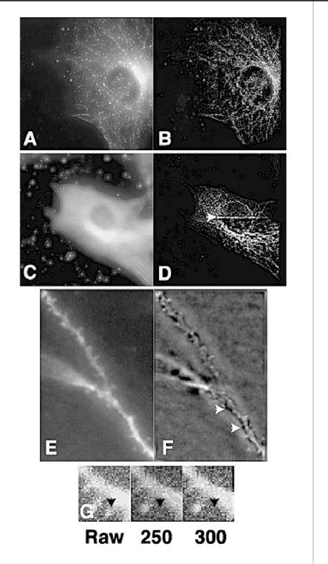 Figure 1 From A Workingpersons Guide To Deconvolution In Light