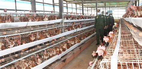 ဒေသတွင်းစိုက်ပျိုး၊ မွေးမြူရေးနှင့် ကုန်ထုတ်လုပ်မှုလုပ်ငန်းများ ရာနှုန