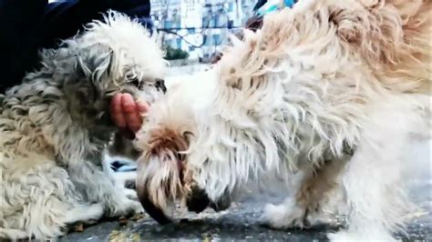 流浪狗吃着肉松狗粮，小吉祥护食咬小可怜，小老三内心狂野不见了 Youtube