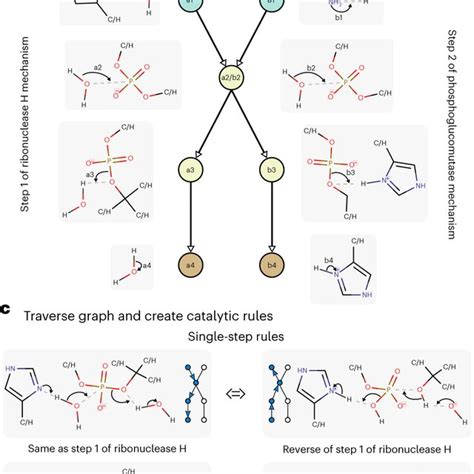 The Process Followed To Generate The Rules Of Enzyme Catalysis As Download Scientific Diagram