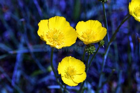 Grass Leaved Buttercup Ranunculus Gramineus Yellow Flowering Plants Stock Image Image Of