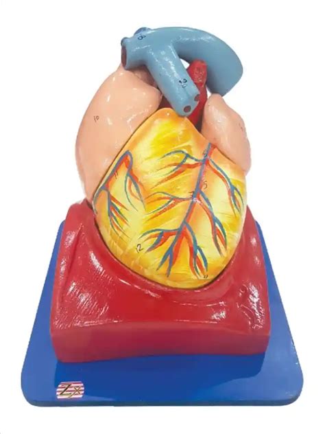 Advanced Full Functional Neonatal Nursing And Cpr Manikin Home Of Educational Teaching Aids N