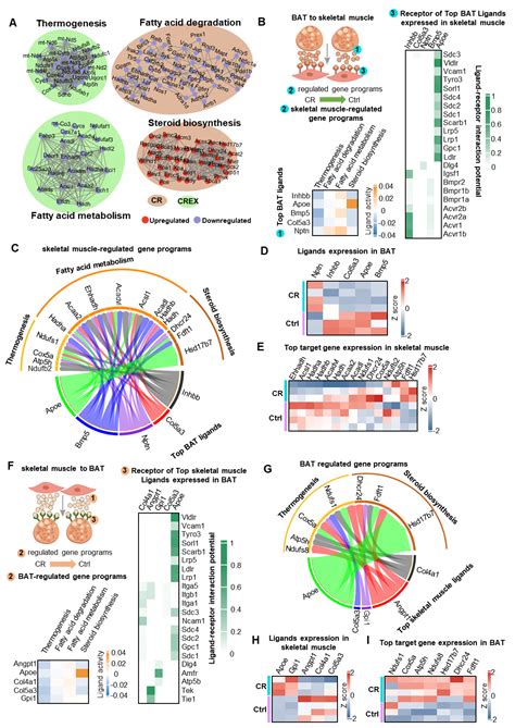 Transcriptomics Dissection Of Calorie Restriction And Exercise Training