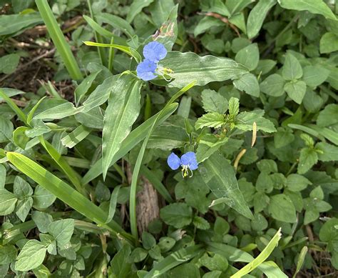 The Ubiquitous Dayflower