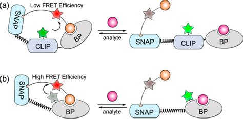 Incorporation Of Non Canonical Amino Acids In Vivo Via The Quadruplet