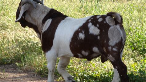 Boer Goats Colors At Piper Walton Blog