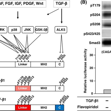 Mutation Of Smad3 Linker Phosphorylation Sites Markedly Enhances Download Scientific Diagram