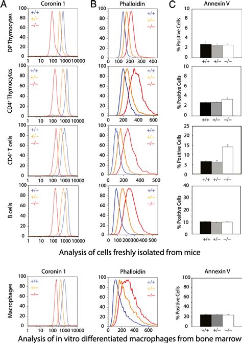 [pdf] Filamentous Actin Modulation Signals And Not On Coronin 1 Dependent Depends On Coronin 1