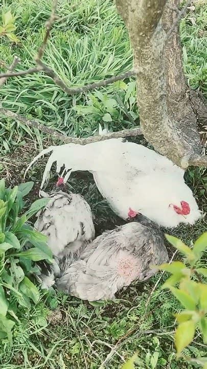 청계 가족 목욕 Youtube