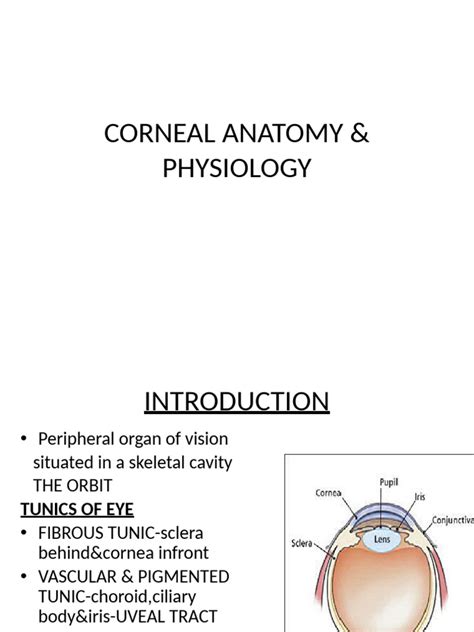 Corneal Anatomy And Physiology Overview Pdf Cornea Epithelium