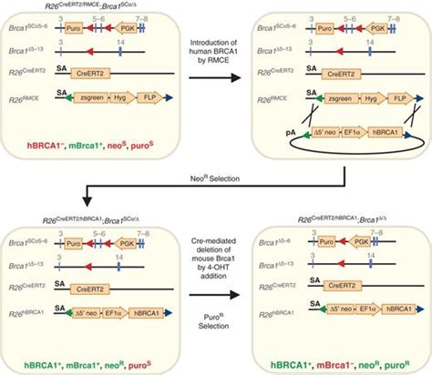 A High Throughput Functional Complementation Assay For Classification Of Brca1 Missense Variants