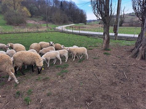 Mlada Janjetina