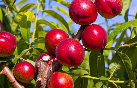 Nectarine Low Chill Fruit Tree Varieties Anfic