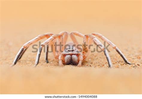 Golden Wheel Spider Carparachne Aureoflava Dancing Foto De Stock