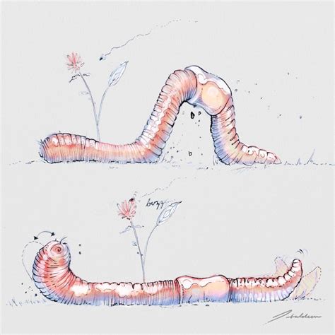 The Anatomy Of A Red Wiggler Composting Worm Eisenia Fetida Artofit