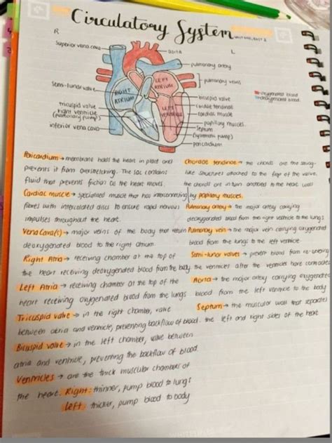 Short Notes On Circulatory System Artofit