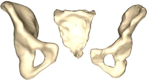 Sacrum Unlabeled