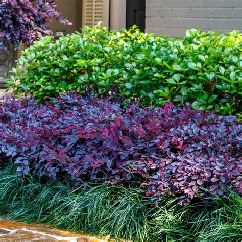 Southern Living Plant Collection 2 5 Qt Purple Daydream Dwarf