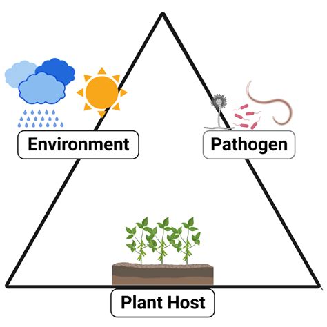 Soybean Pathology 101 Series The Disease Triangle Field Advisor