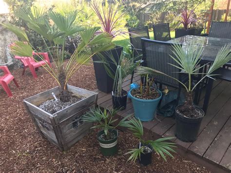 Livistona Nitida Discussing Palm Trees Worldwide Palmtalk