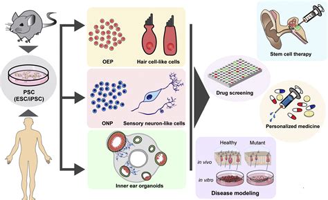 Progress In Modeling And Targeting Inner Ear Disorders With Pluripotent Stem Cells Stem Cell