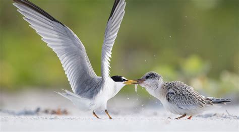 Least Tern Audubon Field Guide