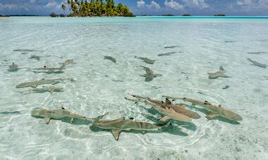 Diving In Rangiroa Your Underwater Adventure In French Polynesia Air