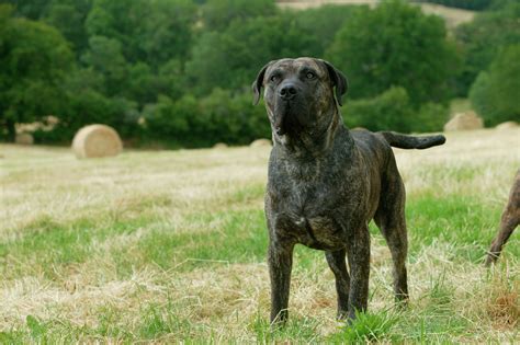 Presa Canario Attacks Woman