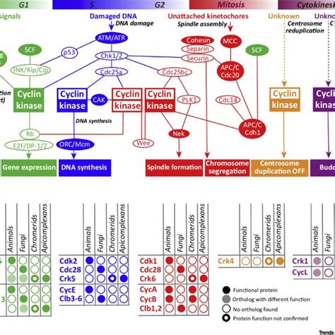 Classification Of Phylum Apicomplexa Taxonomic Categories Are Shown In Download Scientific