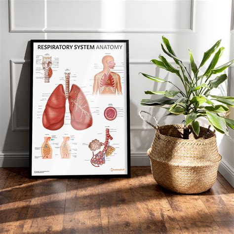 Respiratory System Anatomy Chart Lungs And Breathing Poster