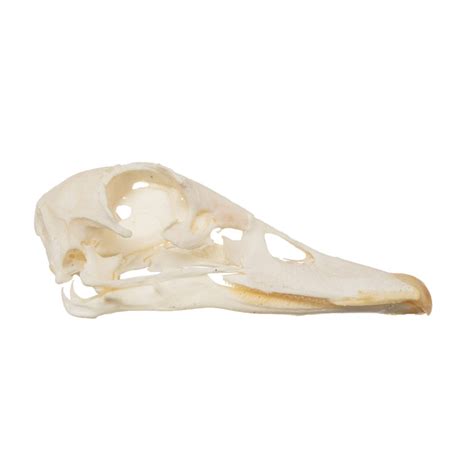 Real Muscovy Duck Skull For Sale — Skulls Unlimited International Inc