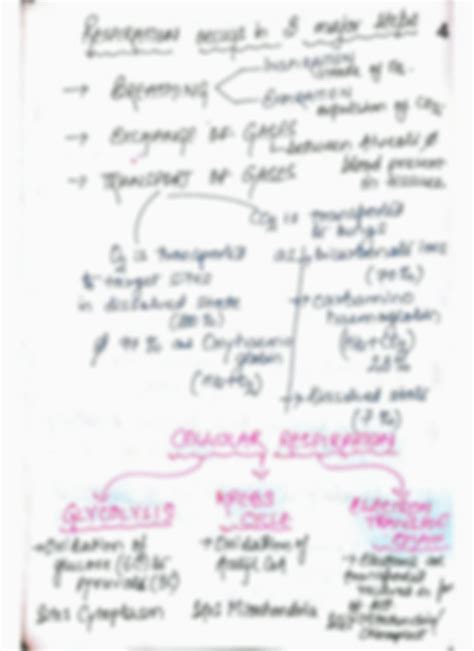 Solution Respiratory System Types Of Respiration And Respiratory