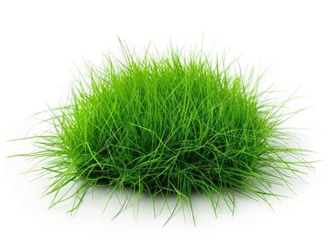 9000 Grass Patch On White Background Pictures