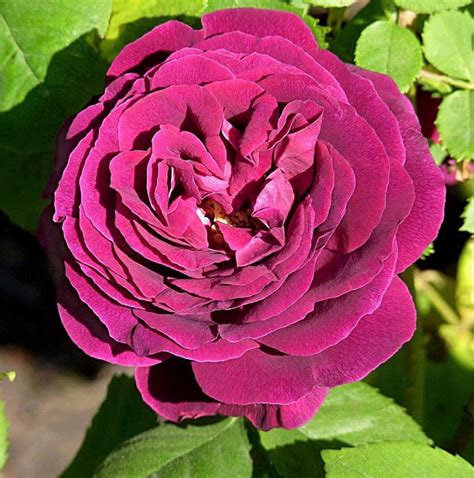 Souvenir Du Docteur Jamain ® Rosal Trepador Esquejes De Rosales De