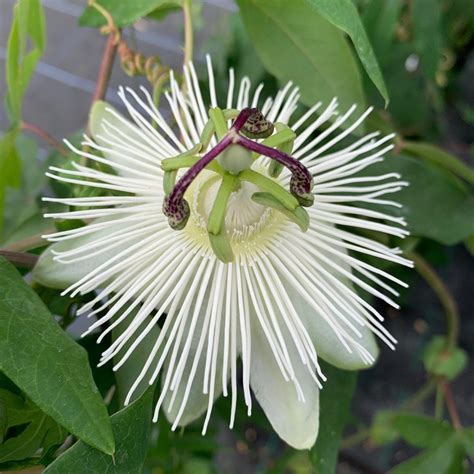 Passiflora Snow Queen Urban Jungle Plant Nursery