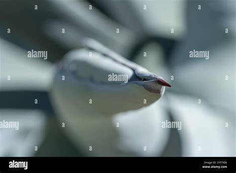 Front Detail Of A Sharp Spike At The End Of An Agave Plant Branch On