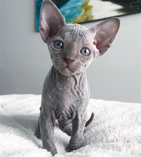 Are You Sphynx Haters Just Take A Look Adorable Sphynx Cat Photos Below
