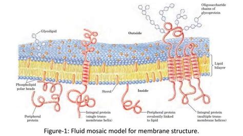 Membrane Transport System Ppt Chemistry Science