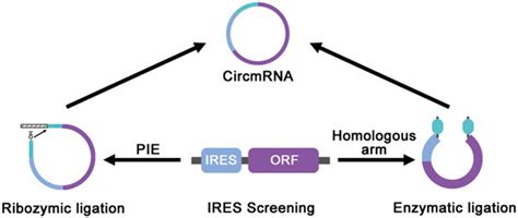 Tactics Targeting Circular Mrna Biosynthesis Chen 2023