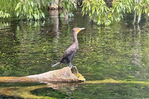 Silver Springs Wildlife Clear Paddleboarding And Clear Kayaking Tour