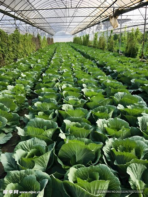 高丽菜栽培摄影图农业生产现代科技摄影图库昵图网
